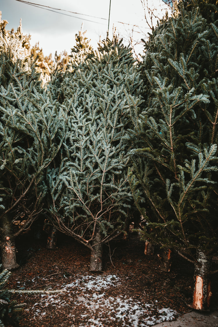 Springhill Farm – Springhill Tree Farm